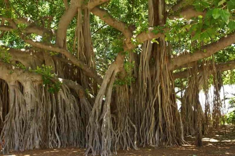 8 Haunted Places in Bangalore you can visit this Weekend - Treebo Blog