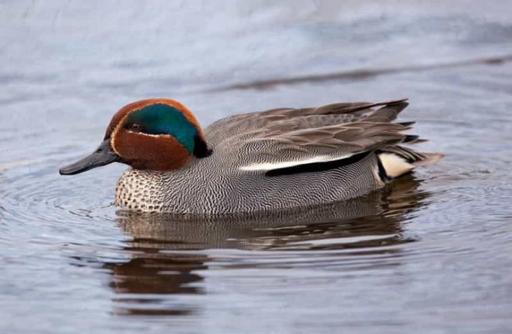 15 Bird Sacntuaries around Delhi, Bird Sanctuary near delhi - Treebo