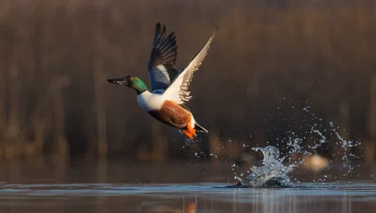 15 Bird Sacntuaries around Delhi, Bird Sanctuary near delhi - Treebo