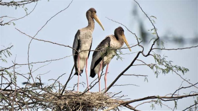 15 Bird Sacntuaries around Delhi, Bird Sanctuary near delhi - Treebo