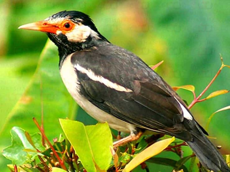 15 Bird Sacntuaries around Delhi, Bird Sanctuary near delhi - Treebo