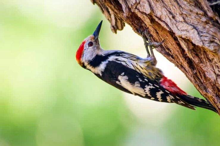 15 Bird Sacntuaries around Delhi, Bird Sanctuary near delhi - Treebo