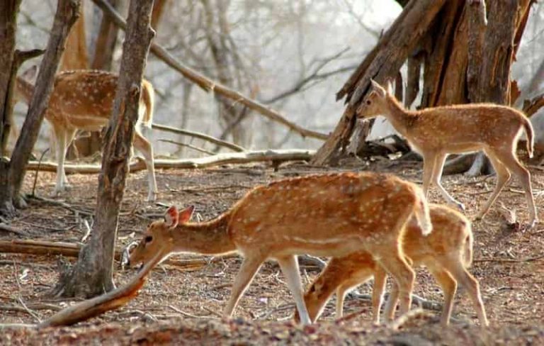 6 Wildlife Sanctuaries around Delhi, Wildlife Sanctuary near Delhi - Treebo