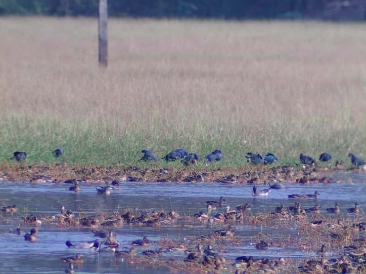 12 Lakes in Goa, List of Famous Lakes in Goa | Treebo Blogs