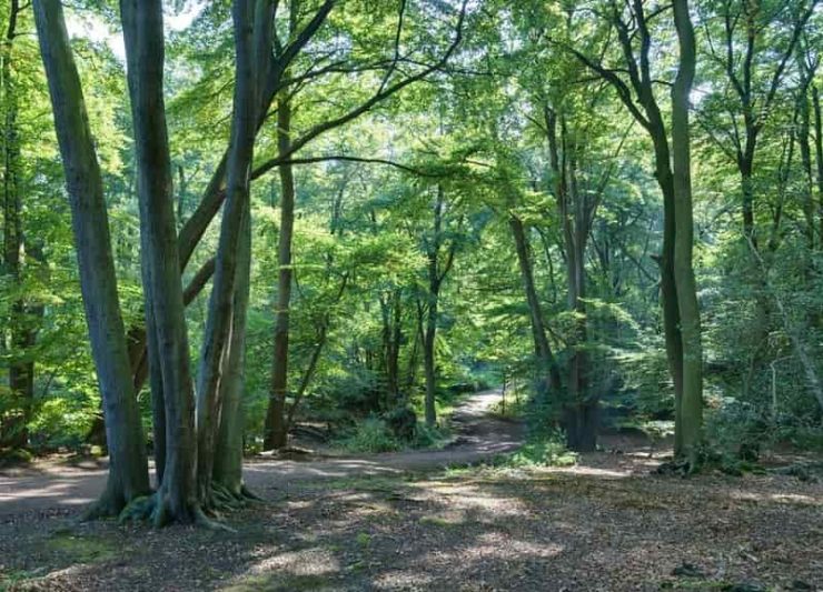 Park in Delhi: Explore Green Tranquility Amidst the Booming City Chaos