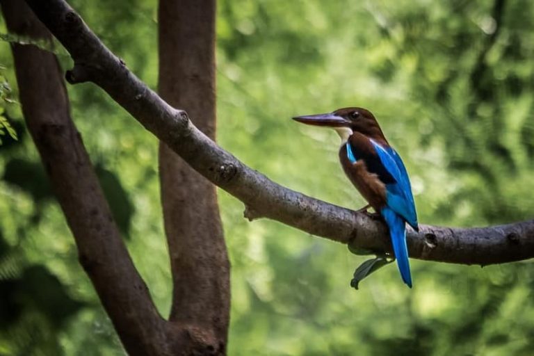 Bird Sanctuary in Mumbai |12 Bird Sanctuaries Near Mumbai | Treebo Blogs