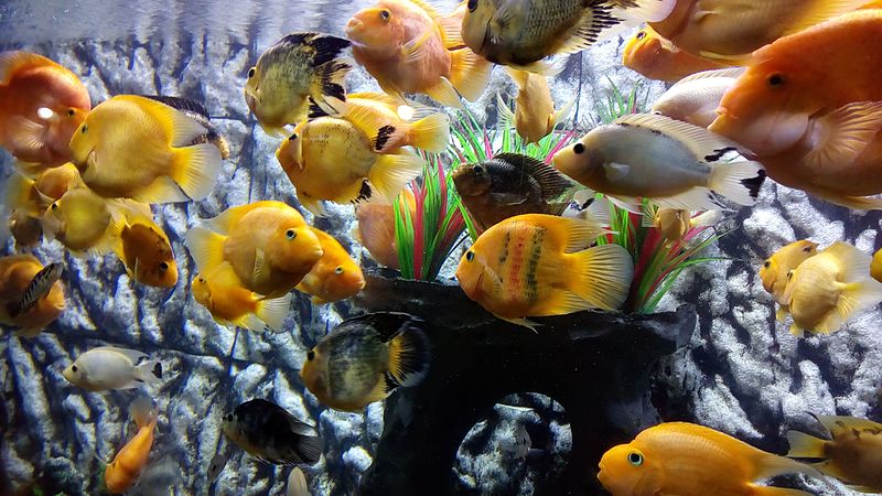 12 Things to Do in Surat, Best Things to Do in Surat