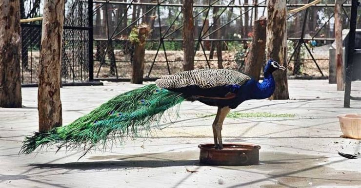 12 Things to Do in Surat, Best Things to Do in Surat