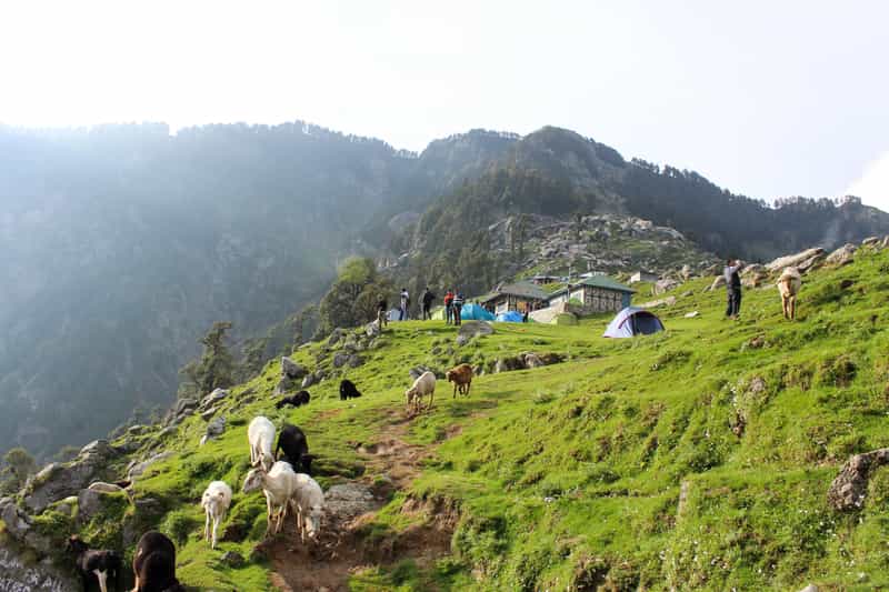 Triund Trek, Triund Trek Itinerary