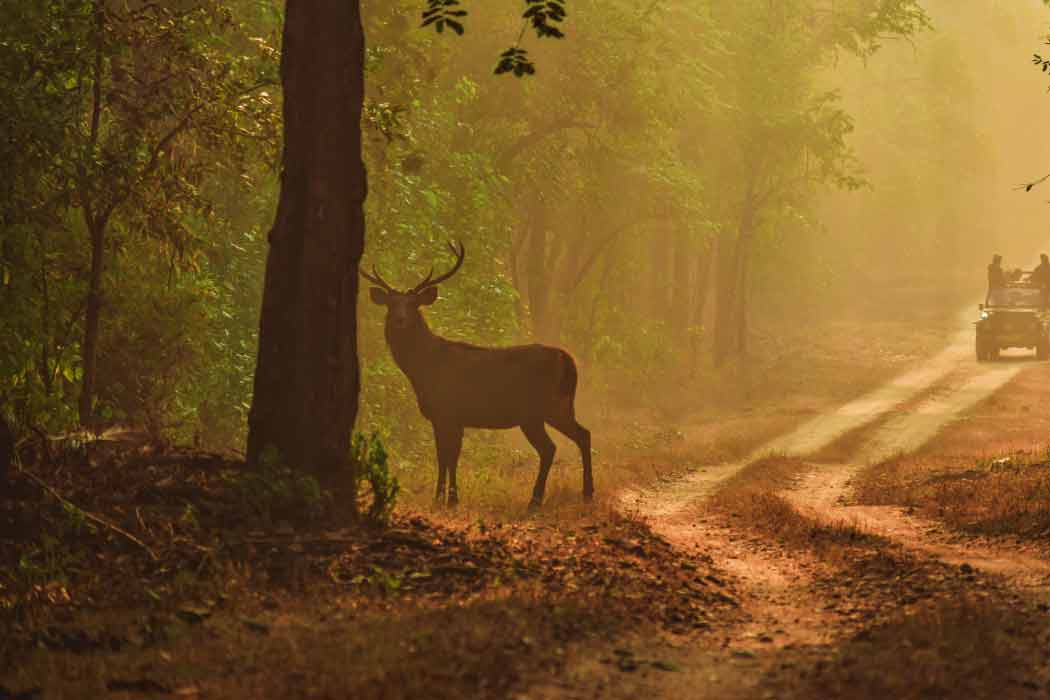Historical, Wildlife, and Religious Places to visit in Madhya Pradesh ...
