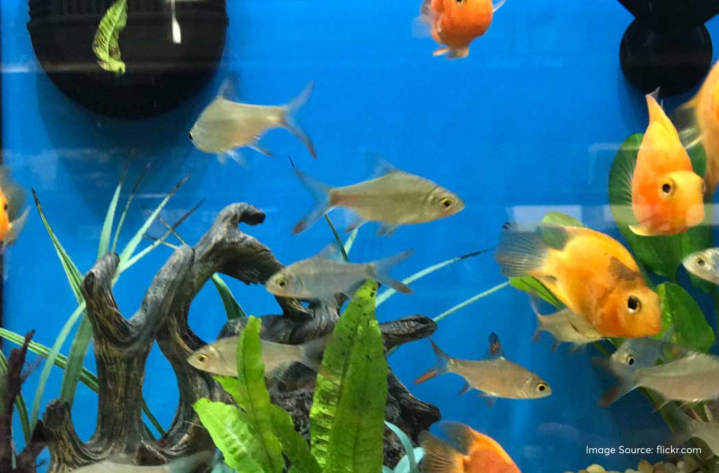 12 Amazing Places to Visit in Bhimtal for an Exciting Time - Treebo Blog