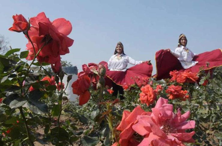 Visit The Most Celebrated Flower Festival: The Rose Festival Chandigarh
