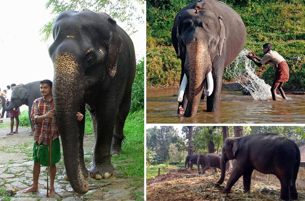 12 Most-Happening Things To Do In Kochi That You Must Include In Your ...