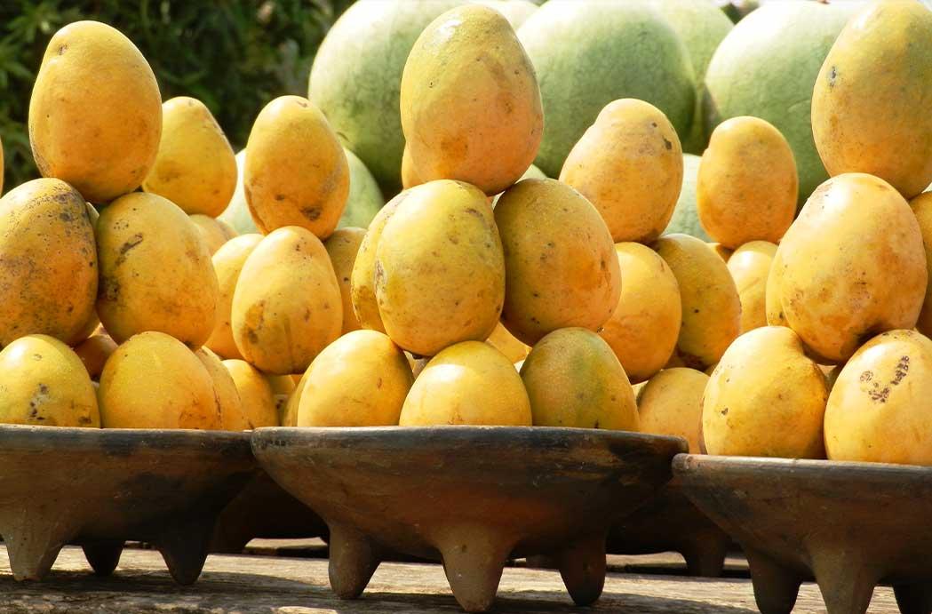 Embark on a Flavorful Journey to Taste the Mangoes of India