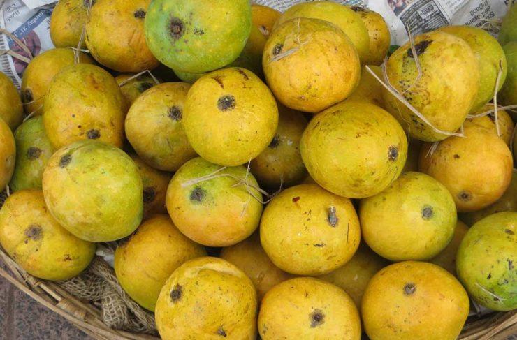 Embark on a Flavorful Journey to Taste the Mangoes of India