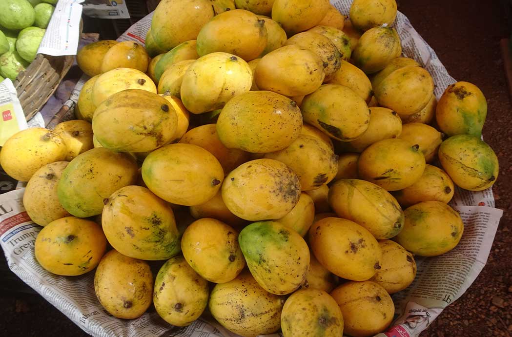 Embark on a Flavorful Journey to Taste the Mangoes of India