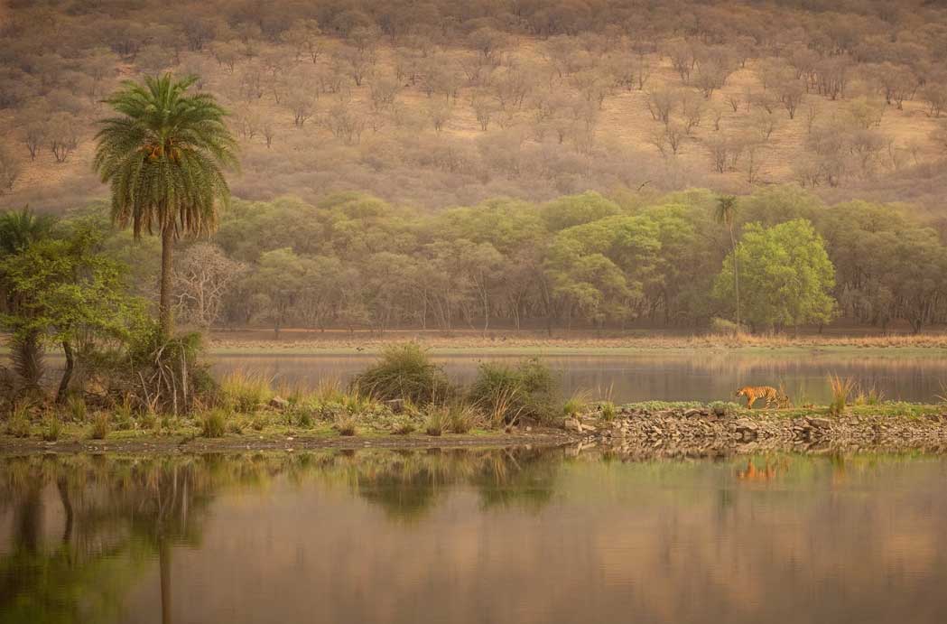 8 Things To Do On Your Weekend Getaway To The Sunderbans