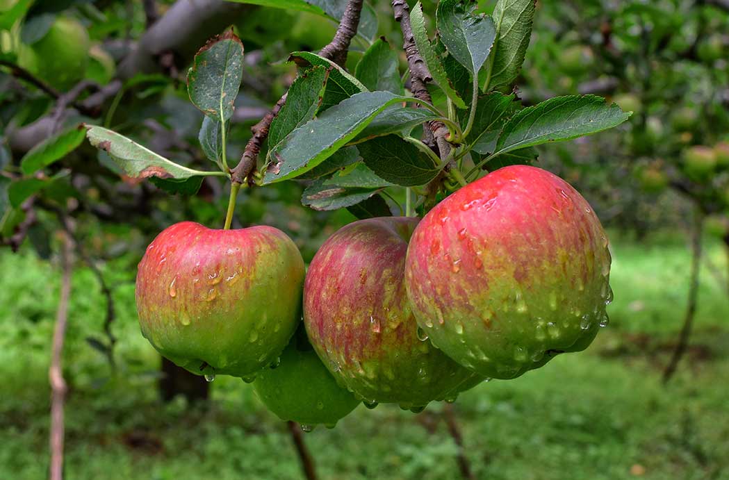 From Blossom to Harvest: The Story Of Apple Orchards In India