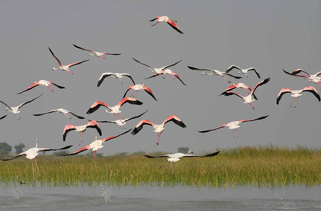 15 BIRD SANCTUARIES IN INDIA: AVIAN WATCHER’S PARADISE! - Treebo Blog
