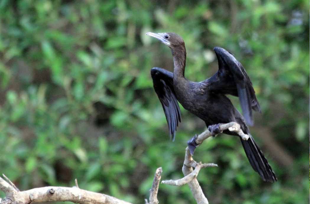 15 BIRD SANCTUARIES IN INDIA: AVIAN WATCHER’S PARADISE! - Treebo Blog