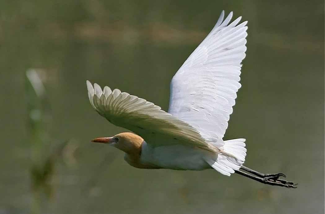 15 BIRD SANCTUARIES IN INDIA: AVIAN WATCHER’S PARADISE! - Treebo Blog