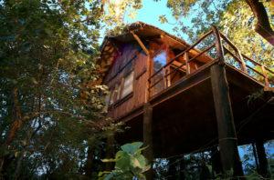 Into the Lap of Nature: 15 Enchanting Tree Houses in India