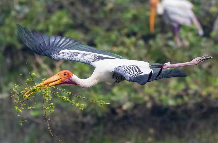 15 BIRD SANCTUARIES IN INDIA: AVIAN WATCHER’S PARADISE! - Treebo Blog