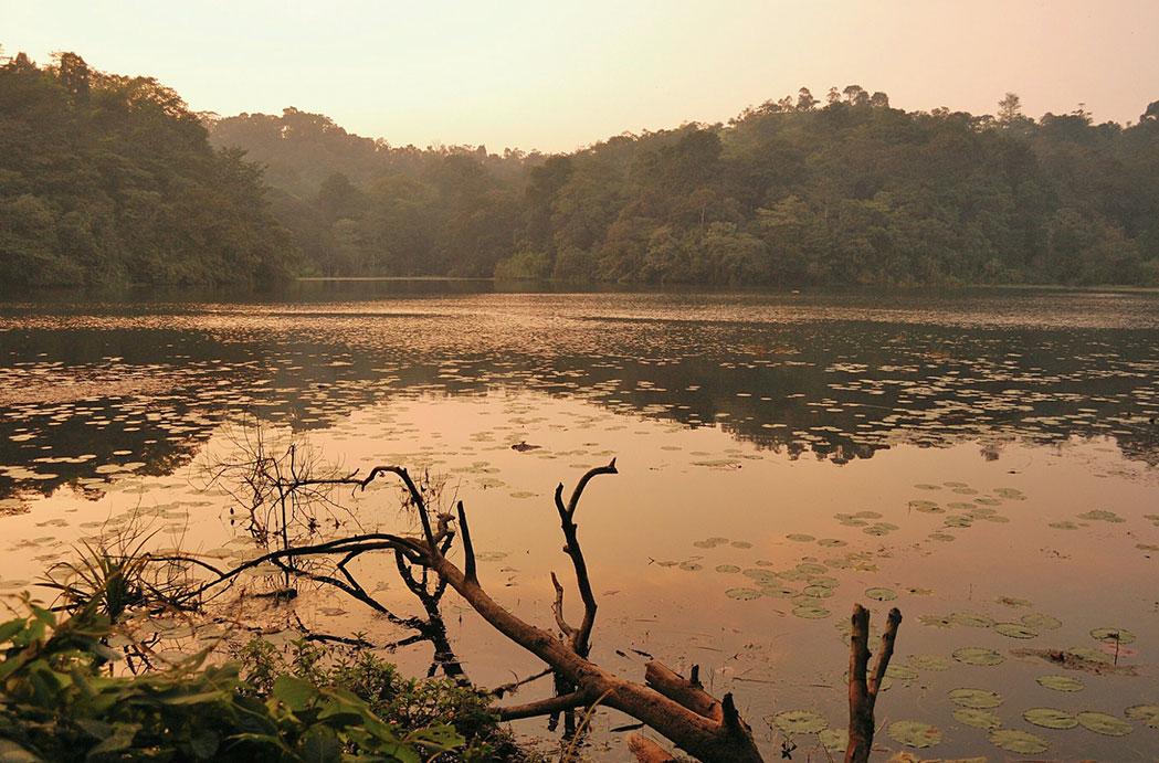 Best Time to Visit Wayanad - A Quick Guide For Travellers