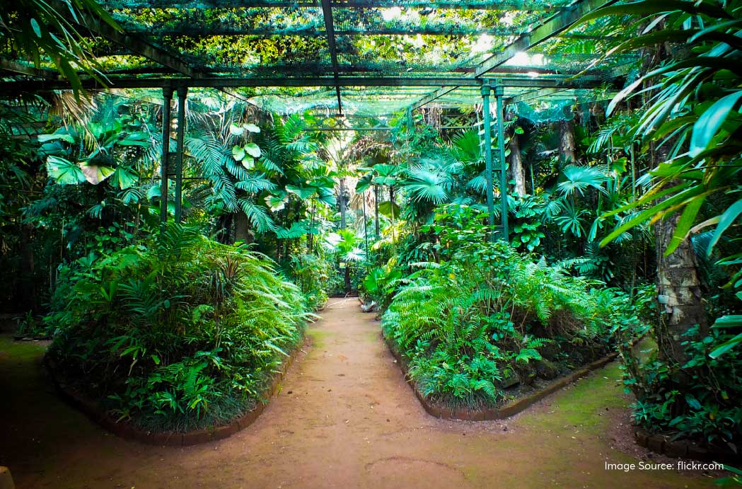 12 Botanical Gardens in India: A Guide to India's Rich Biodiversity