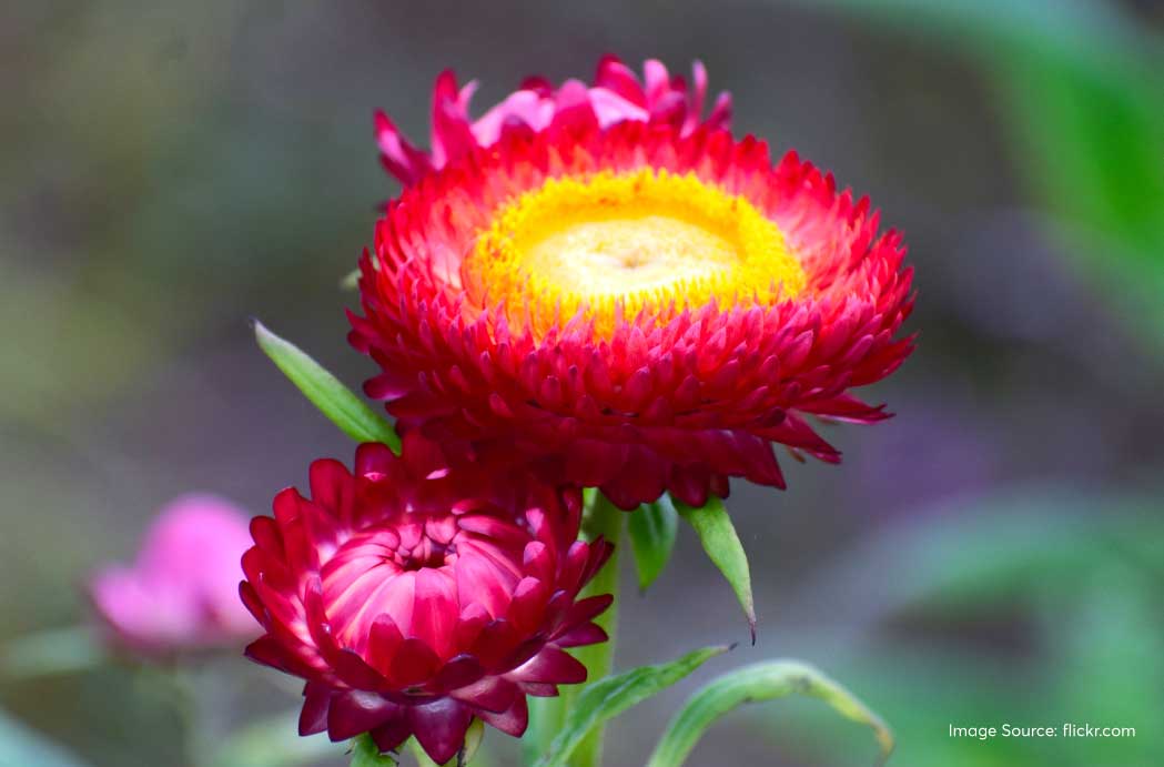 12 Botanical Gardens in India: A Guide to India's Rich Biodiversity