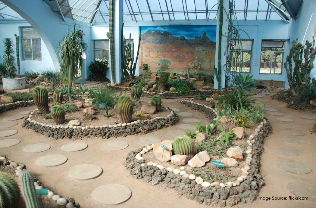 12 Botanical Gardens in India: A Guide to India's Rich Biodiversity