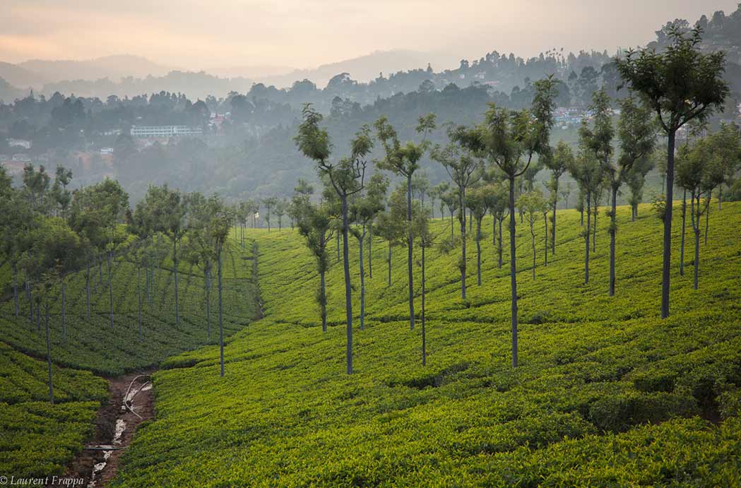Beyond Tea Estates: 15 Best Places to Visit in Coonoor - Treebo Blog