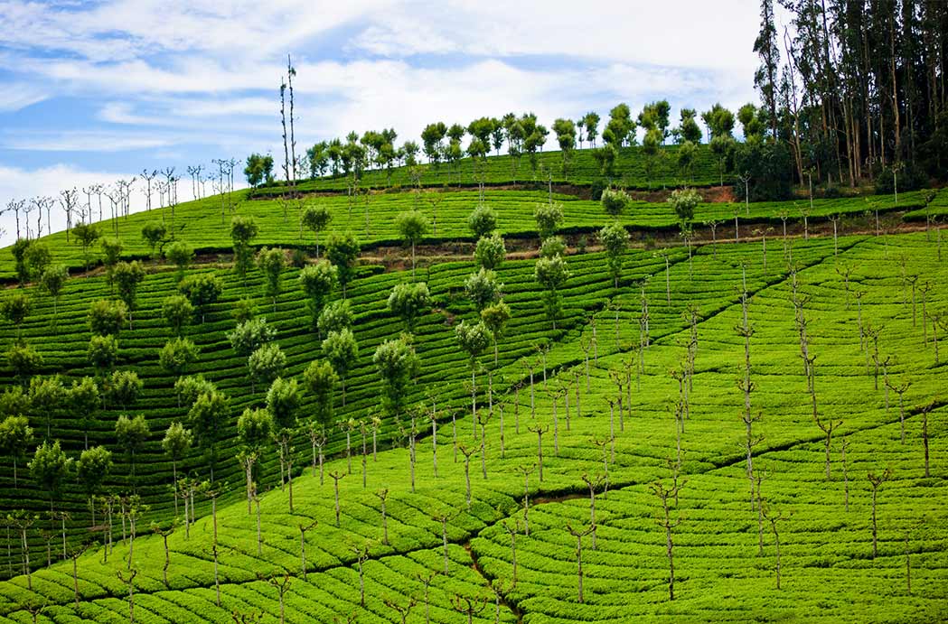 Beyond Tea Estates: 15 Best Places to Visit in Coonoor - Treebo Blog