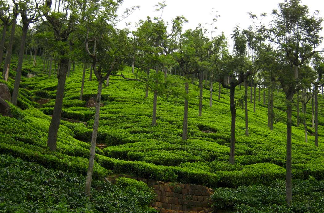 Beyond Tea Estates: 15 Best Places to Visit in Coonoor - Treebo Blog