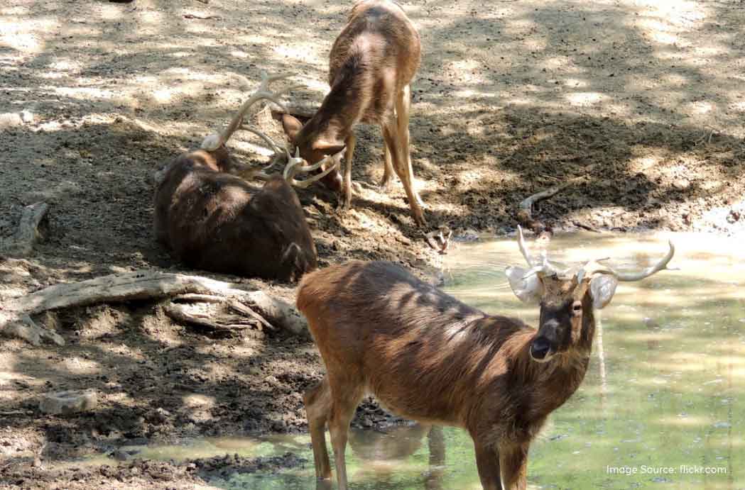 A Walk in the Wild: 15 Exotic Zoological Parks in India