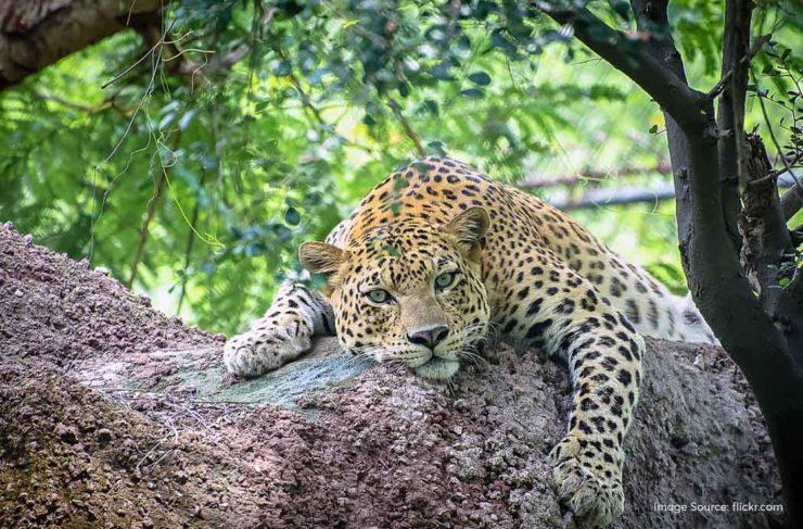 A Walk in the Wild: 15 Exotic Zoological Parks in India