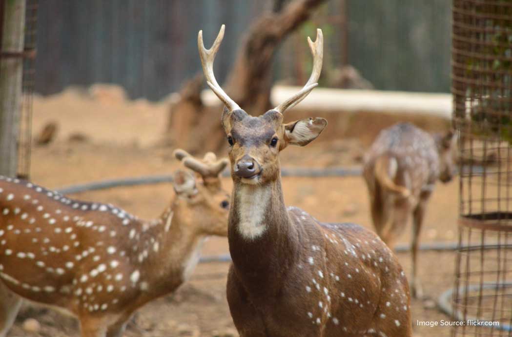 A Walk in the Wild: 15 Exotic Zoological Parks in India