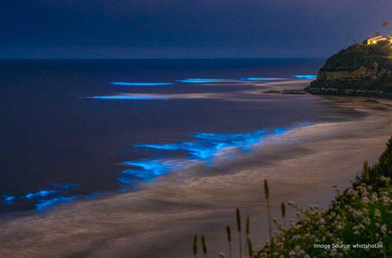 Bioluminescent Beaches: Have The Best Time On These 7 Sparkling Shores ...