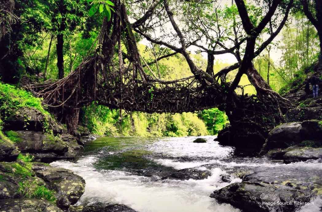 LIVING ROOT BRIDGES OF MEGHALAYA: DISCOVER THE RESILIENT PRODUCTS OF ...