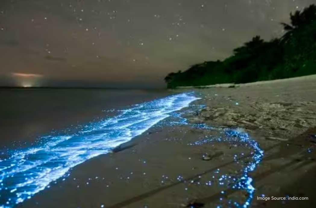 Bioluminescent Beaches: Have The Best Time On These 7 Sparkling Shores ...