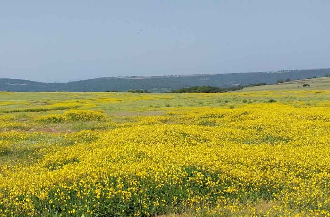 Kaas Pathar: Guide to Maharashtra's Magical Valley of Flowers