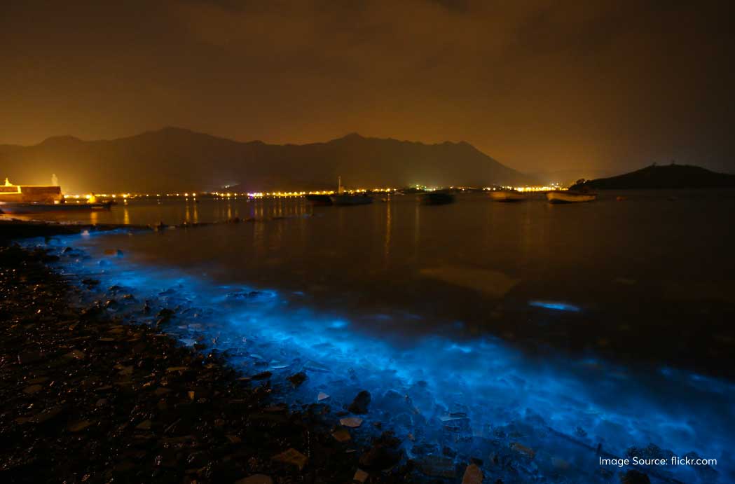 Bioluminescent Beaches: Have The Best Time On These 7 Sparkling Shores ...