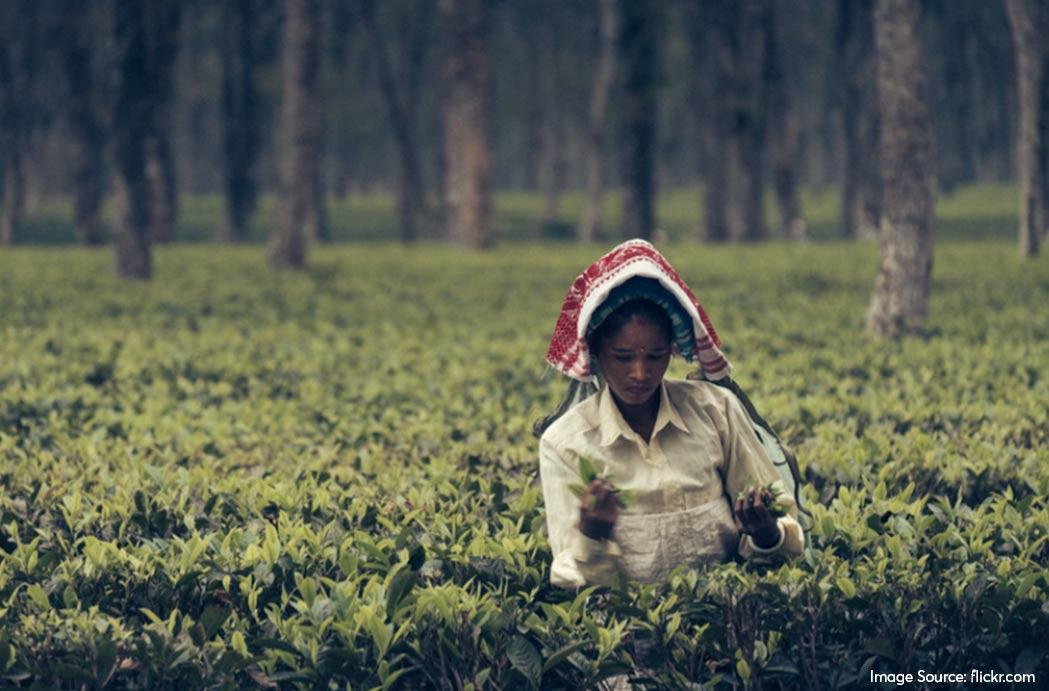 25+ Enchanting Tea Gardens in India for Blends and Brews