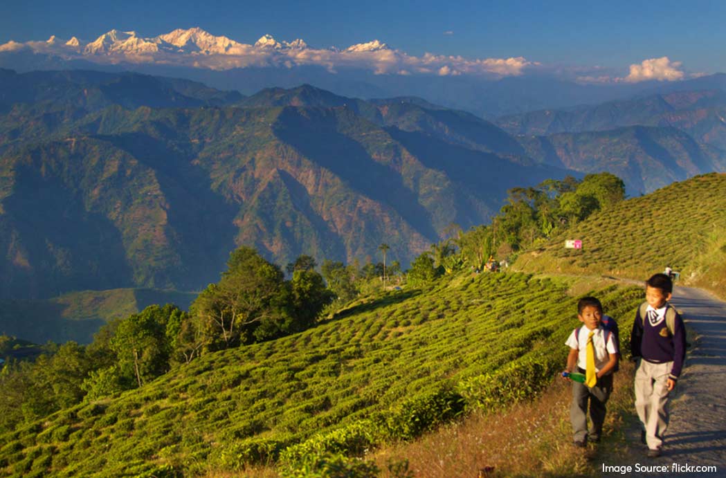 25+ Enchanting Tea Gardens in India for Blends and Brews