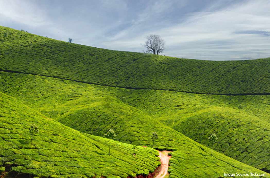 25+ Enchanting Tea Gardens in India for Blends and Brews