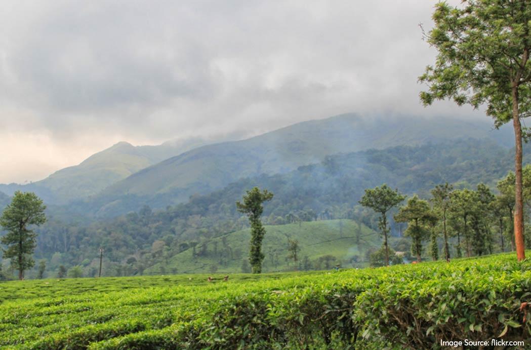 25+ Enchanting Tea Gardens in India for Blends and Brews