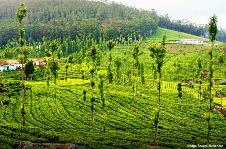 13 Places to Visit in Valparai to Immerse in the Land of Greens