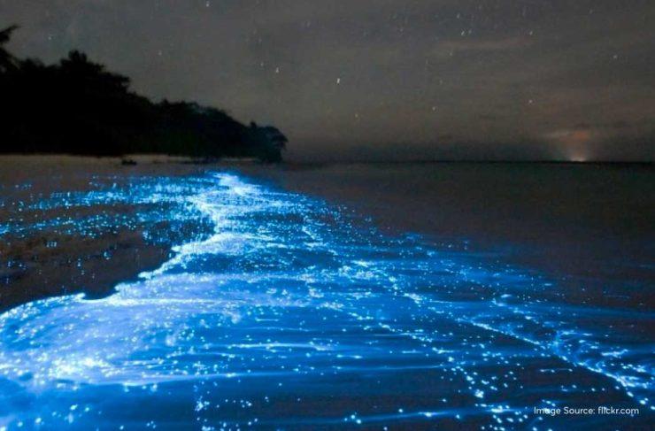 Bioluminescent Beaches: Have The Best Time On These 7 Sparkling Shores ...