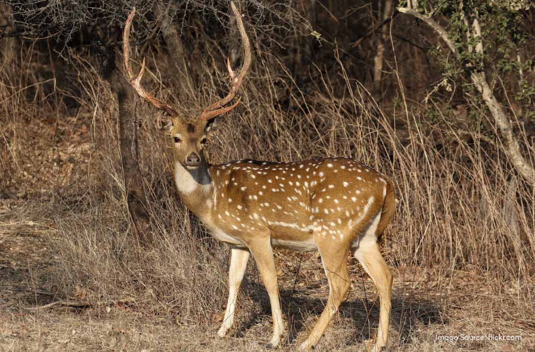 Roaring Pride: A Comprehensive Guide to Gir National Park