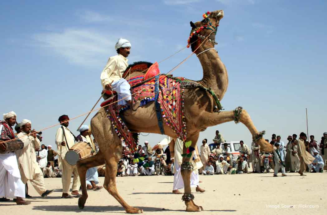 Bikaner Camel Festival 2024: Tales of Camels, Colours and Competitions